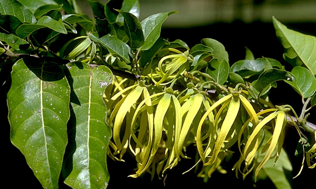 Ilang-ilang tree planted in Iloilo City’s Sunburst Park - Watchmen ...