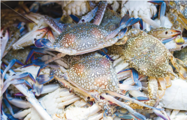Buyers scale back exports | Blue crab industry seeks gov’t help on US ...
