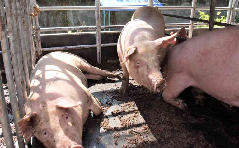 ‘Return to normal’: Negrense hog raisers elated as Cebu reopens borders ...