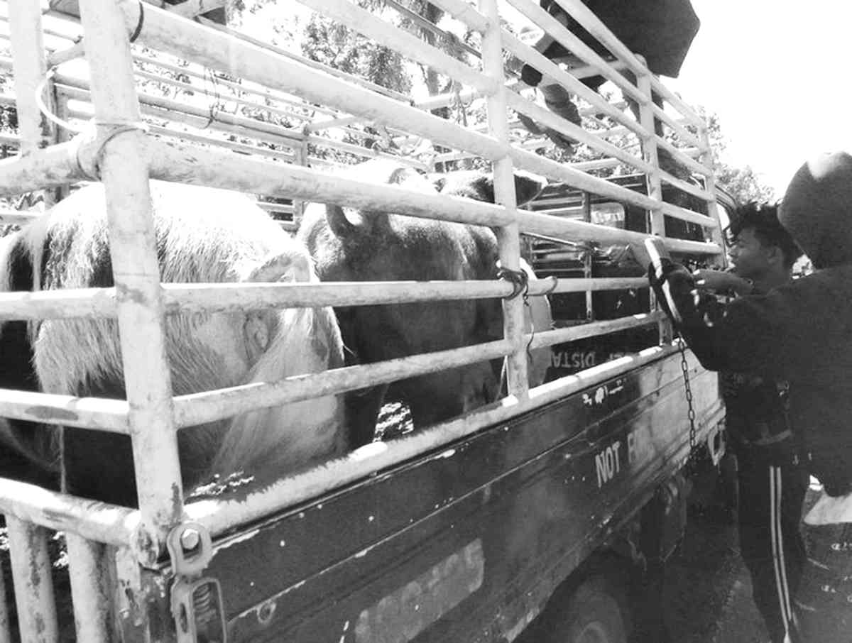 NegOcc, Bacolod ban pigs, pork items from Cebu - Watchmen Daily Journal