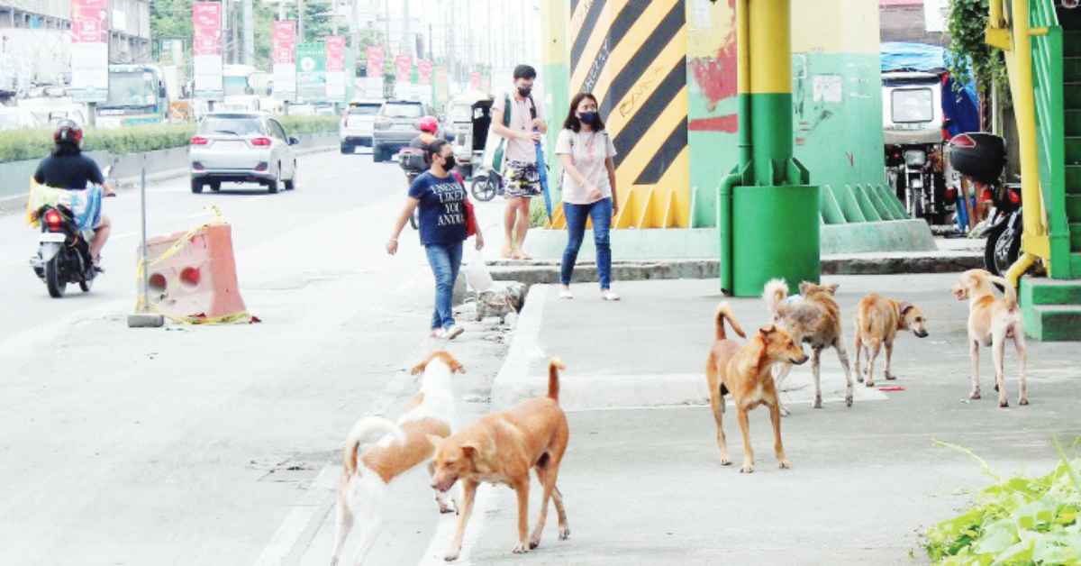 Suspected rabies death; PHO logs first possible rabies fatality in ...