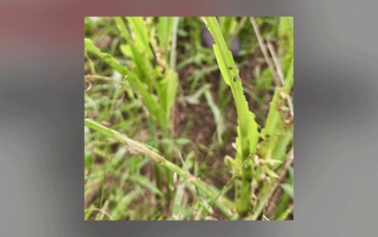 NegOcc makes emergency purchase of insecticides to contain armyworms ...