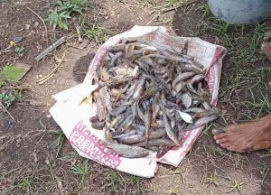 No more fish to catch; Fishing community near Ilog-Hilabangan River ...
