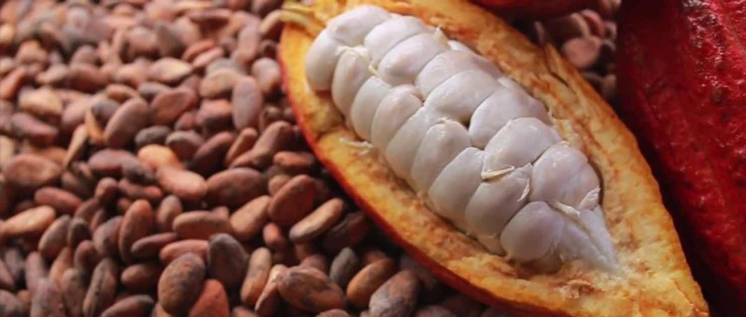 Agri office eyes expansion of cacao, coffee planting areas in NegOr ...