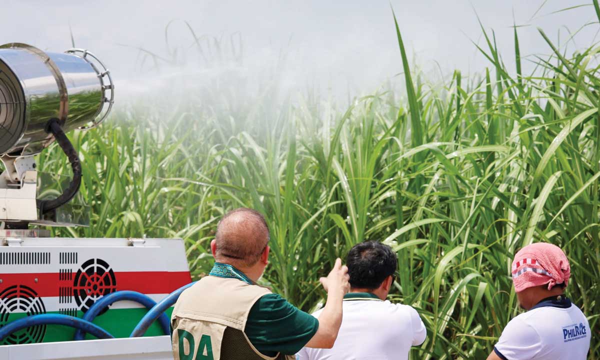 Quick spread: RSSI infestation widens to 14 NegOcc, NegOr LGUs ...