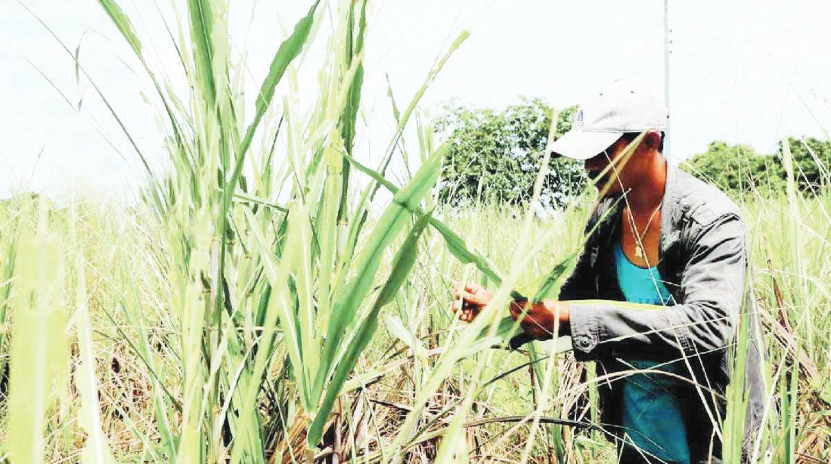 SRA launches organic pest control program vs. RSSI - Watchmen Daily Journal