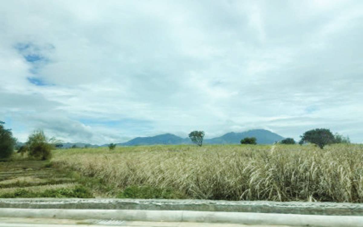 Sugarcane pest destroys 79 hectares of farmlands in NegOr town ...